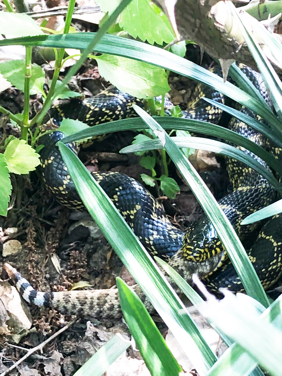 Kingsnake eating Rattler in Devine – The Devine News