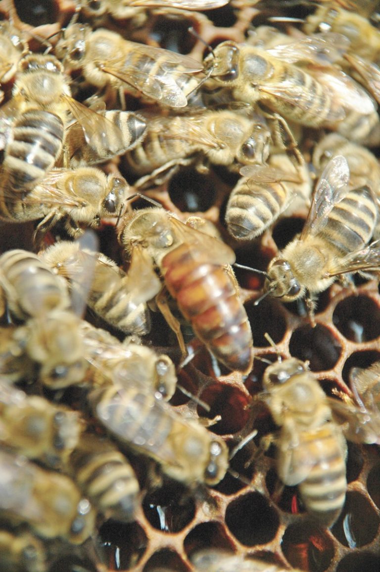 One airlifted after trio swarmed by bees – The Devine News