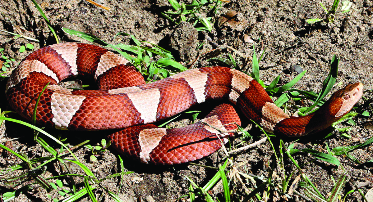 Three Copperhead bites in 1 day,seen at neighboring hospital – The ...