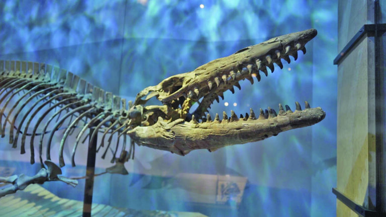 The Texas man who hunted down a Mososaur, one of the most exciting and ...