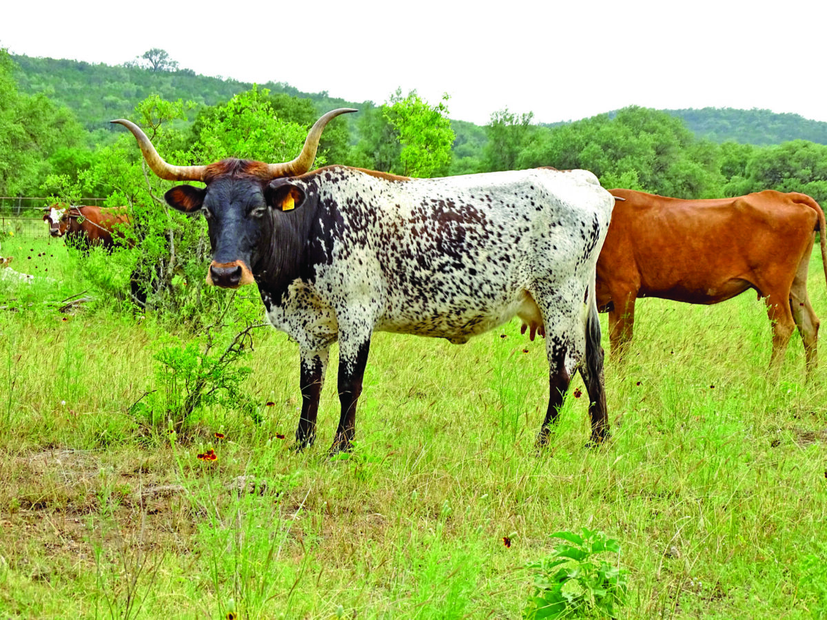 Iconic Texas Longhorns home on the range right here in Medina County ...