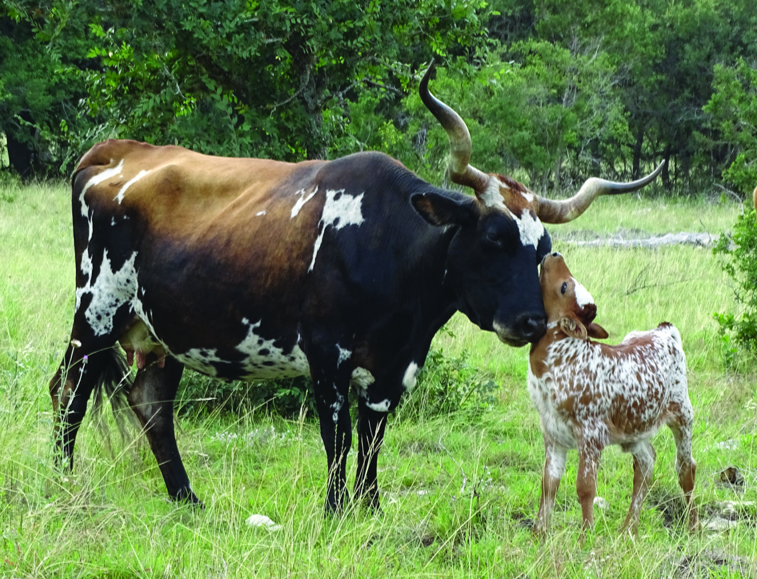 Iconic Texas Longhorns home on the range right here in Medina County ...